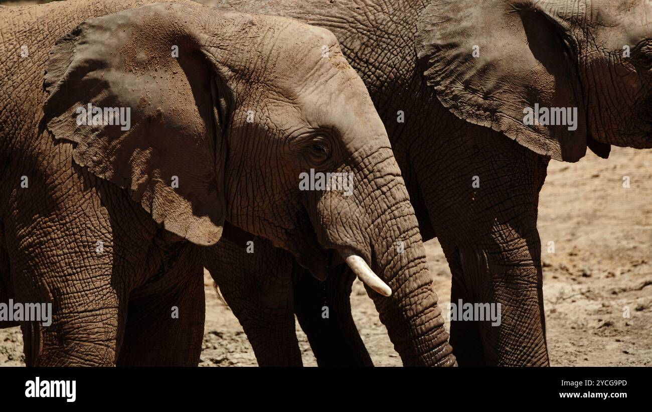 Closeup, elephant and animals in zoo for wildlife, conservation and ...