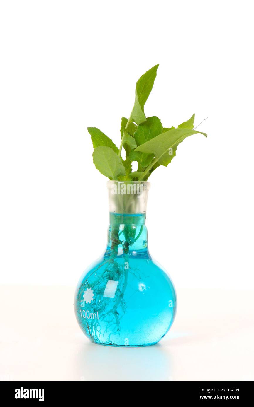 Laboratory grown plant Stock Photo - Alamy