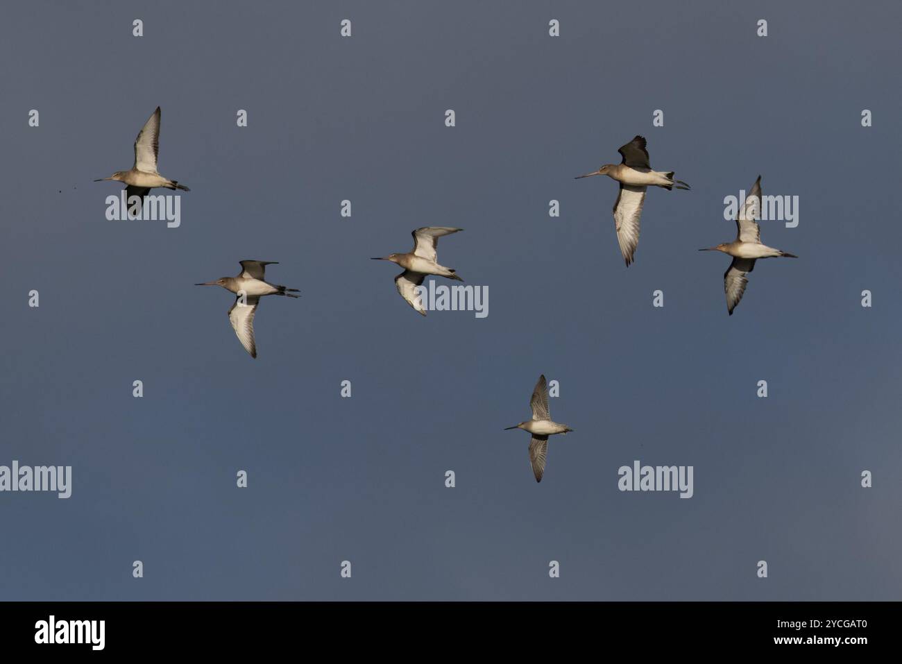 Long-billed Dowitcher (Limnodromus scolopaceus) flying with flock of ...