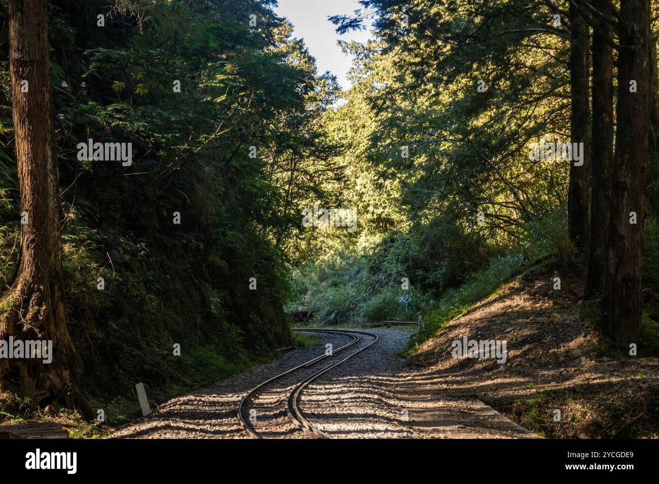 Curving Train Tracks Through Dense Forest. Alishan National Forest, Taiwan Stock Photo - Alamy
