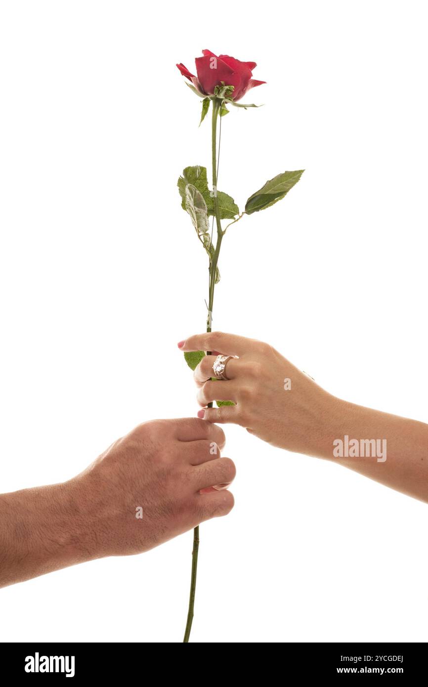 Hands holding rose petals Cut Out Stock Images & Pictures - Alamy