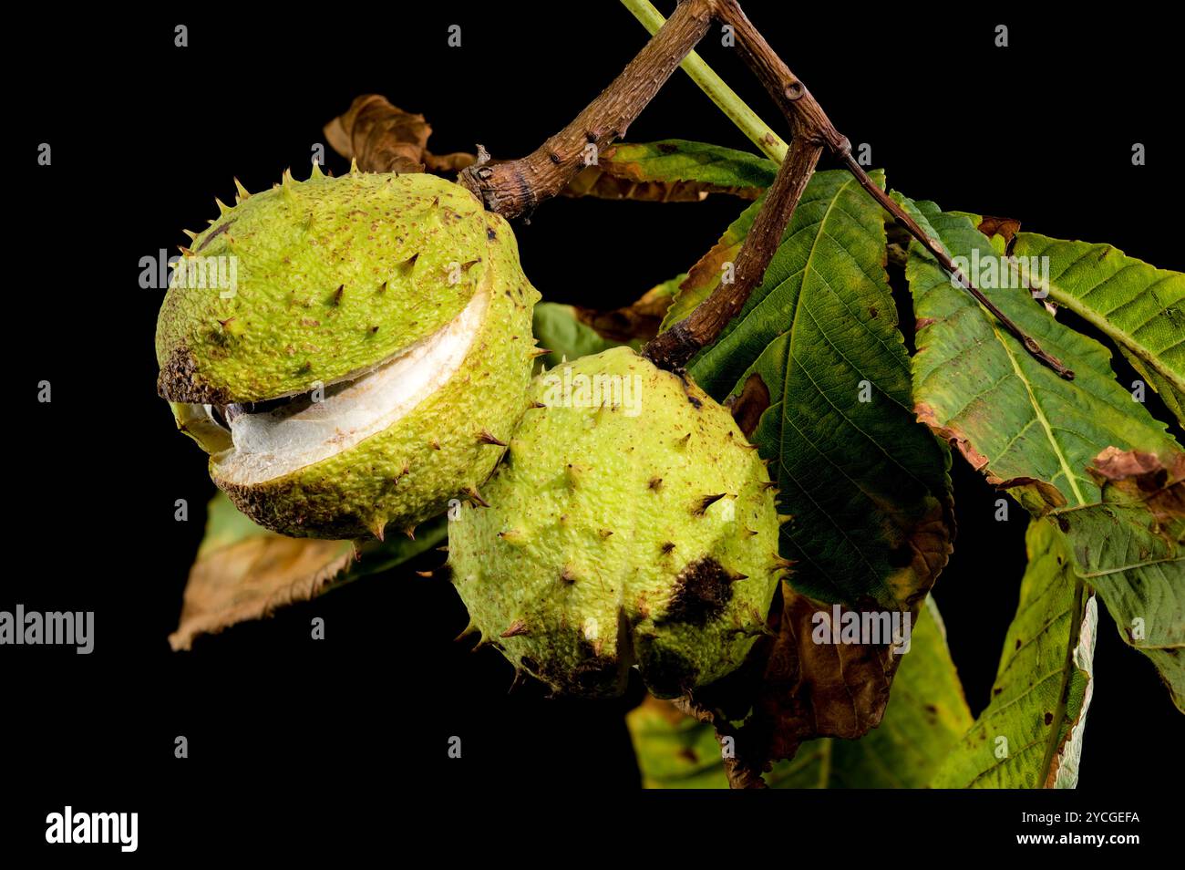 the seed pod of a horse chestnut (Aesculus hippocastanum), also known ...