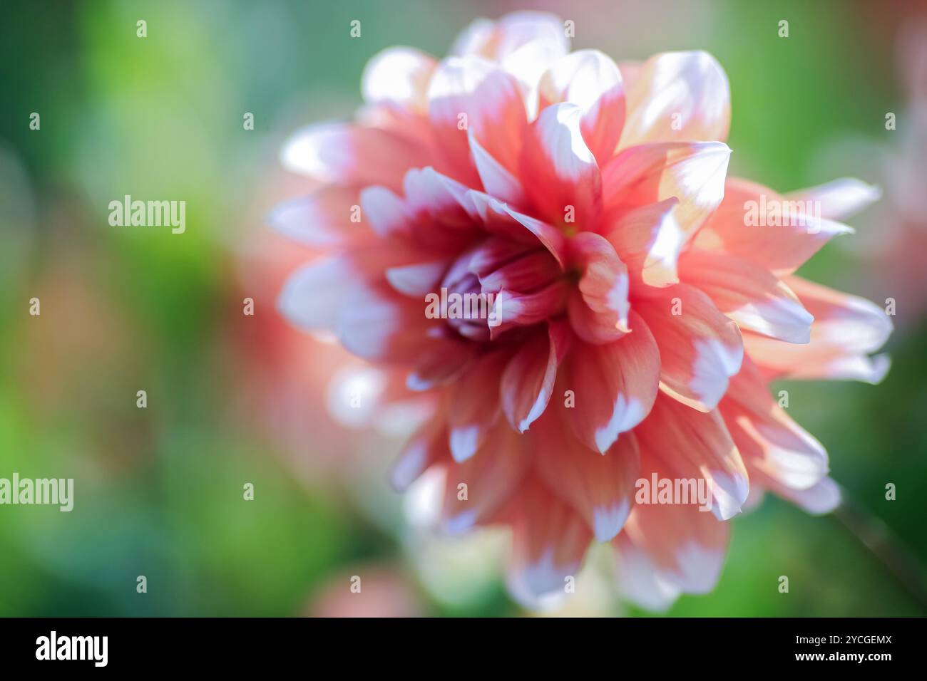 Family of dicotyledonous plants hi-res stock photography and images - Alamy