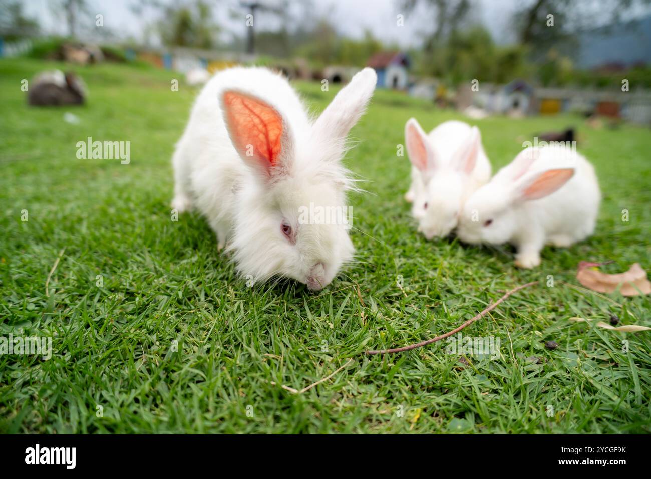 Group of healthy Lovely bunny fluffy rabbits, Adorable baby rabbit on ...