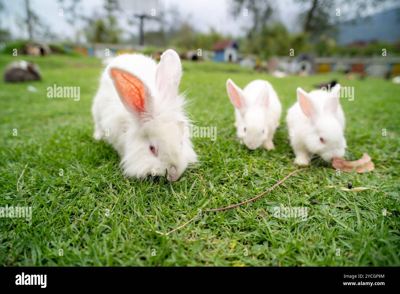 Group of healthy Lovely bunny fluffy rabbits, Adorable baby rabbit on ...