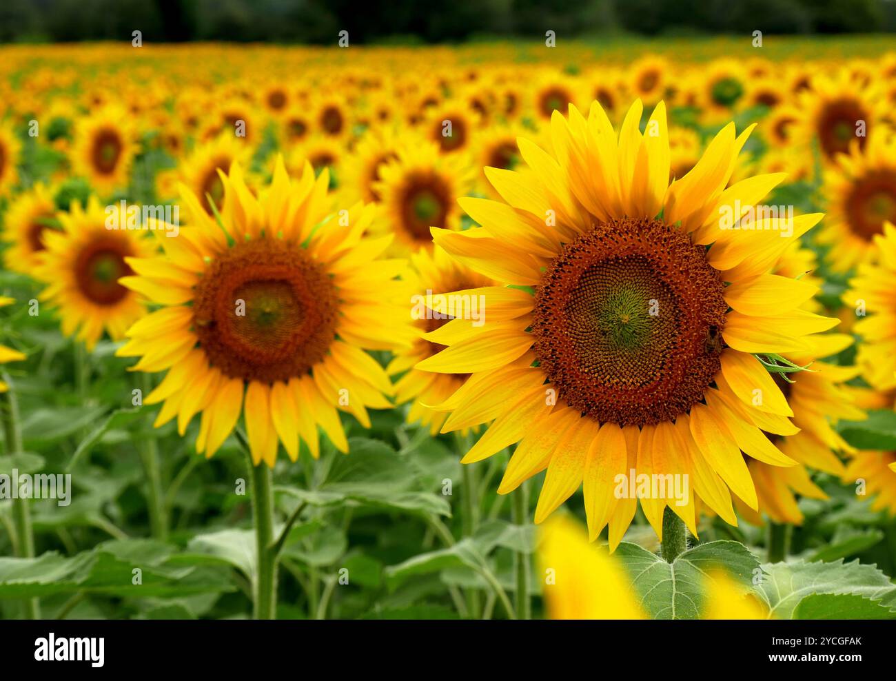 Agricultural field blooming sunflowers hi-res stock photography and ...