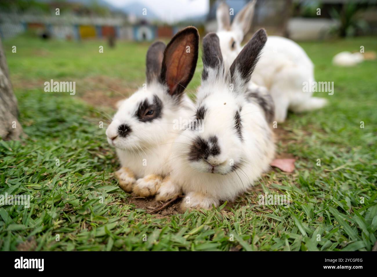 Group of healthy Lovely bunny fluffy rabbits, Adorable baby rabbit on ...