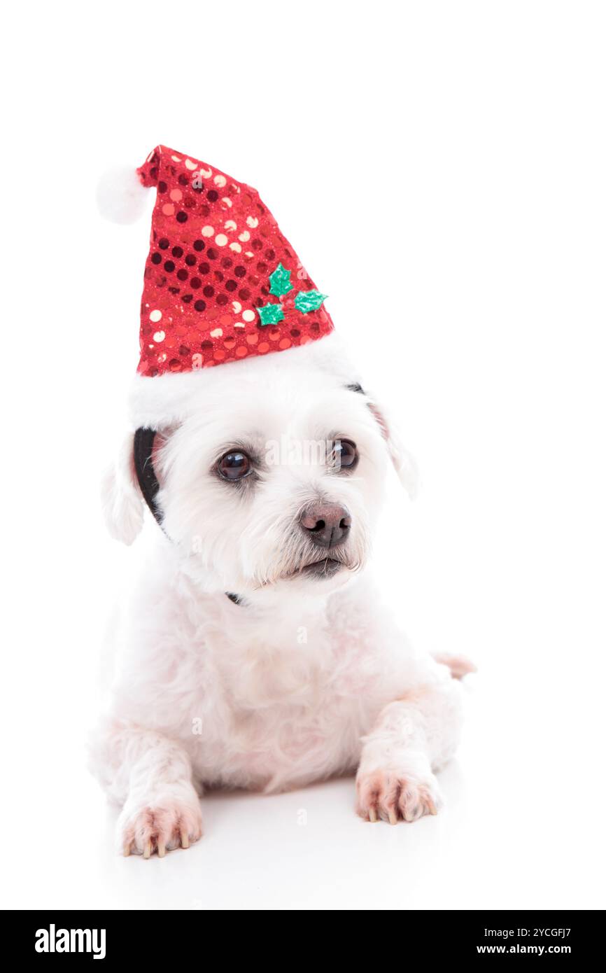 Canine christmas Cut Out Stock Images & Pictures - Alamy