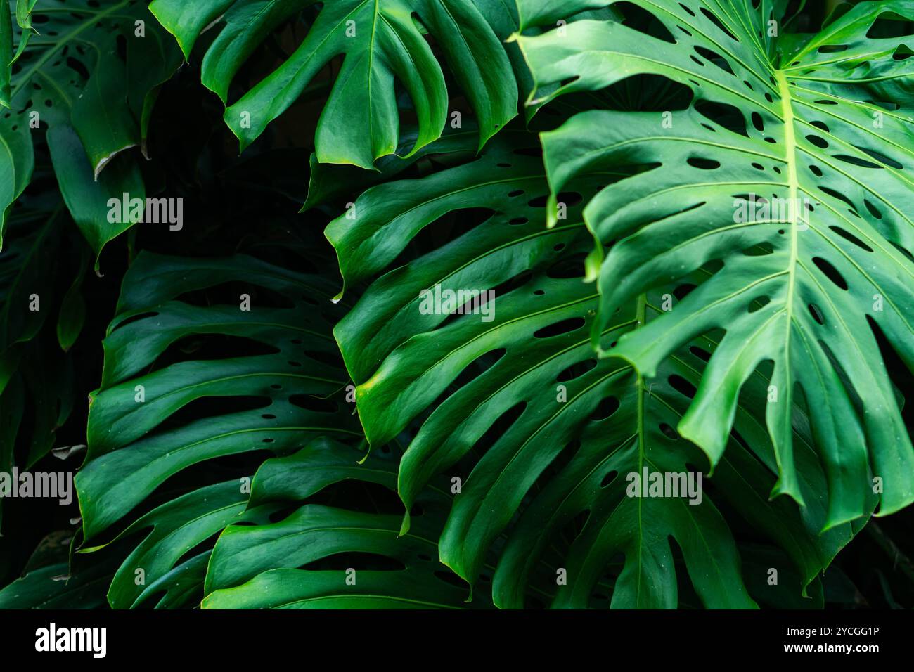 Tropical aesthetic hi-res stock photography and images - Alamy
