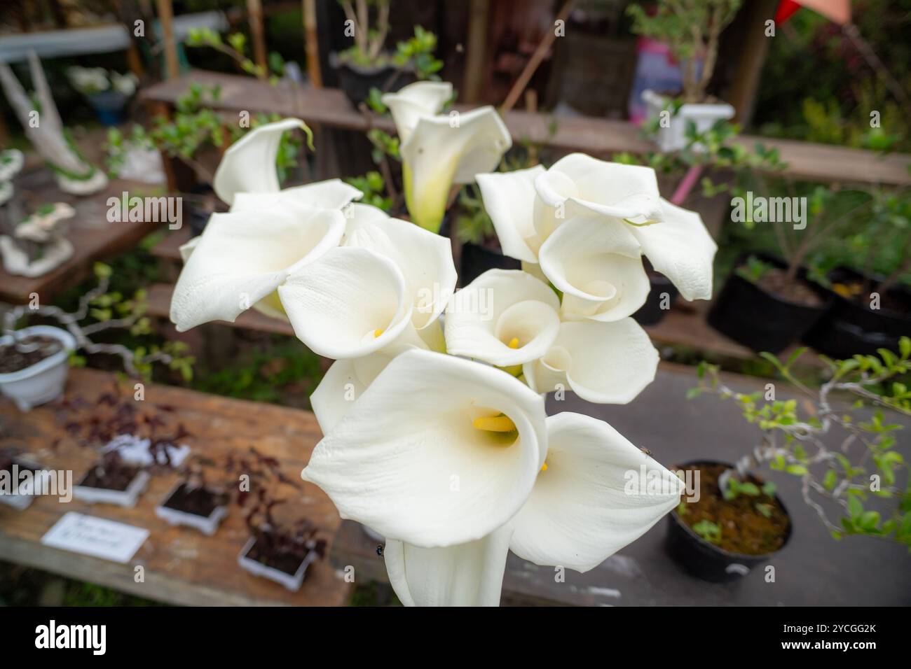 Ranca upas hi-res stock photography and images - Alamy
