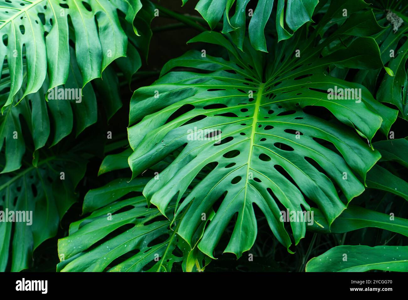 A close-up view of lush green monstera leaves with distinctive holes ...