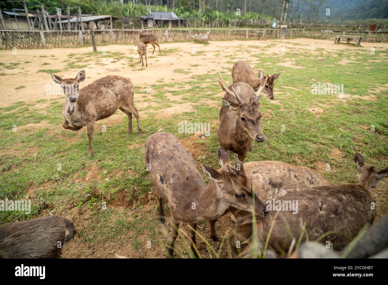 Deer breeding in Ranca Upas ciwidey bandung Stock Photo - Alamy