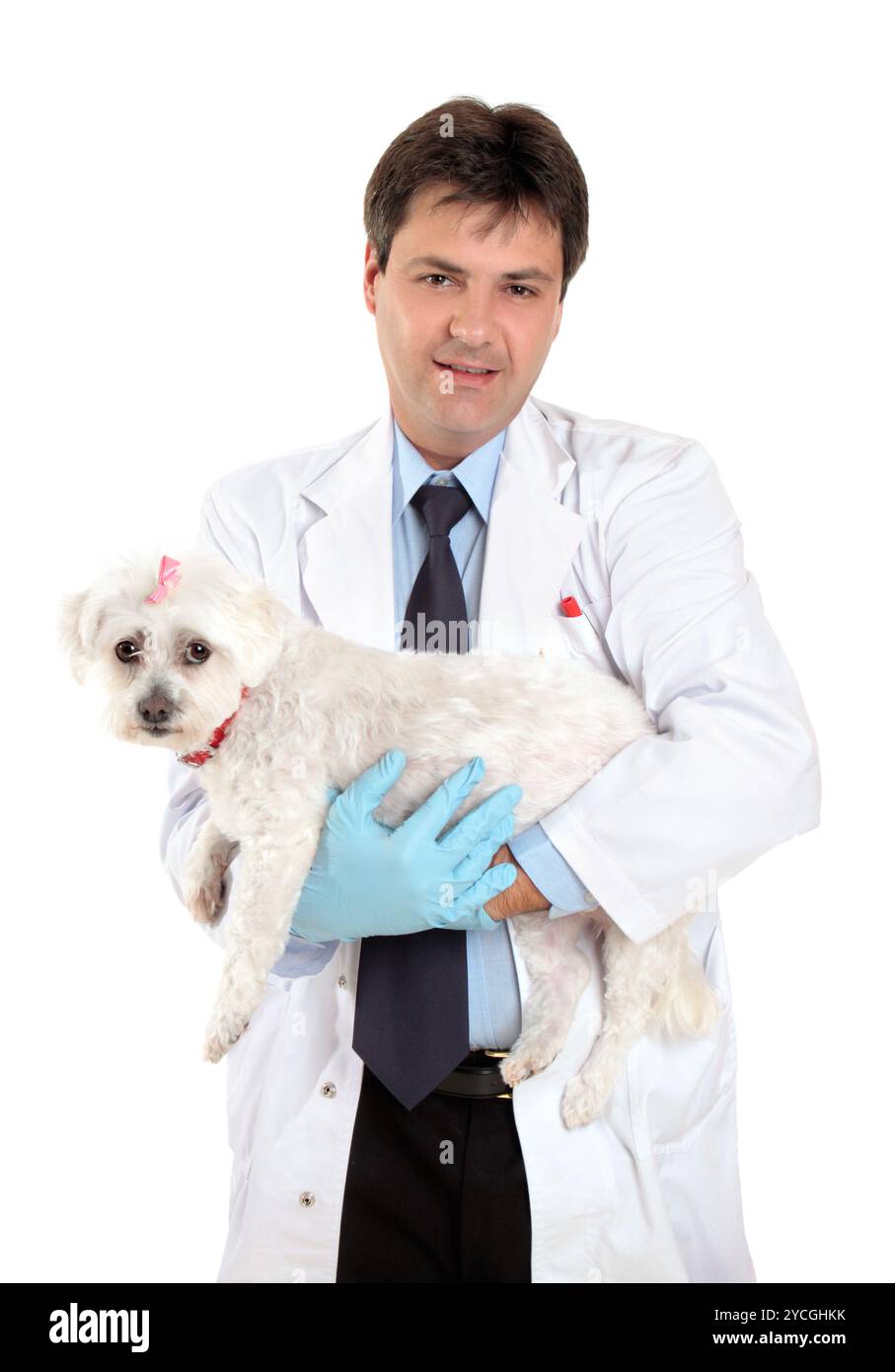 Vet carries a dog needing veterinary care Stock Photo - Alamy