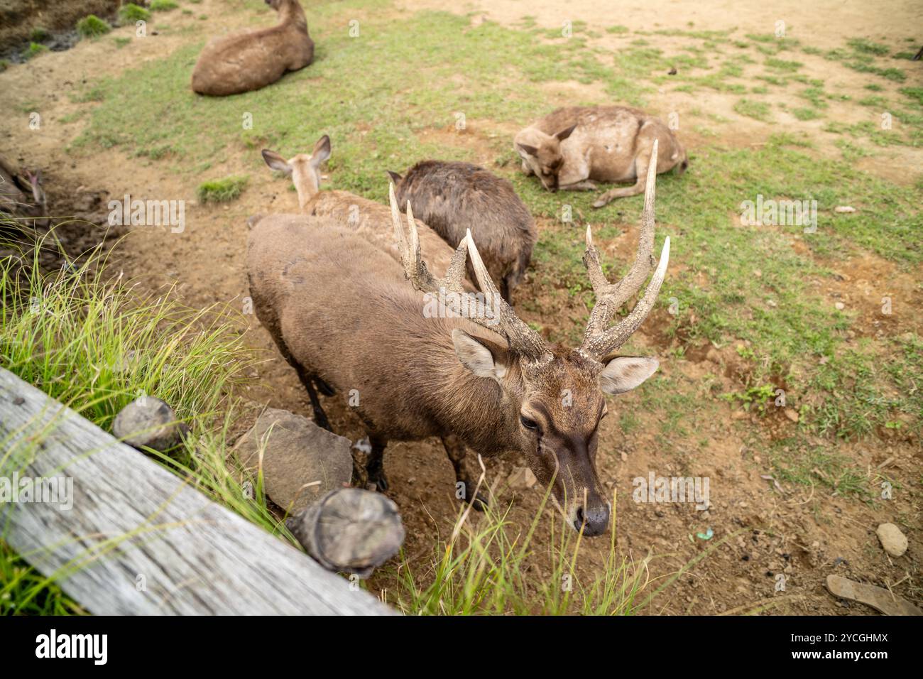 Deer breeding in Ranca Upas ciwidey bandung Stock Photo - Alamy