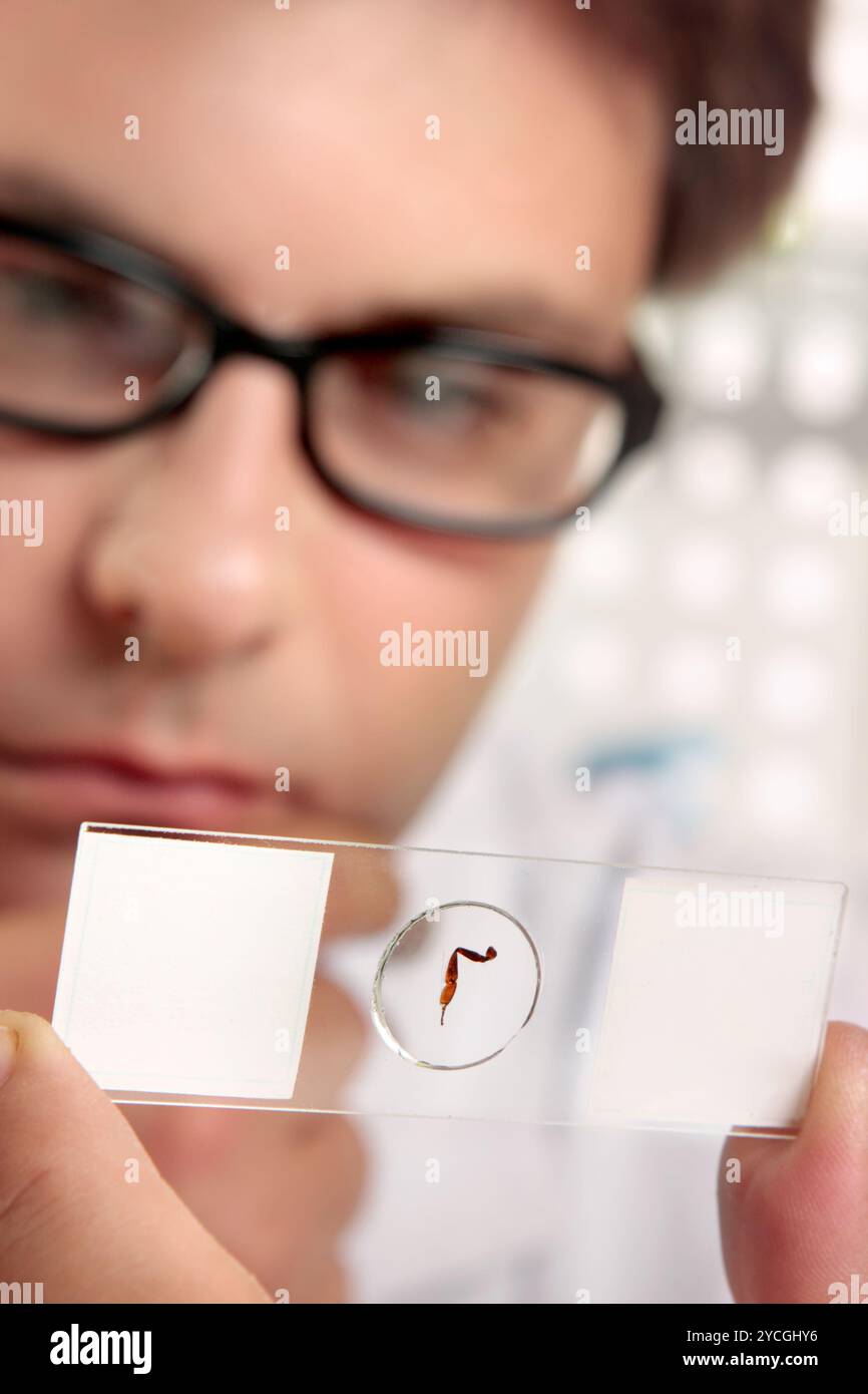 Microscope slide hi-res stock photography and images - Alamy