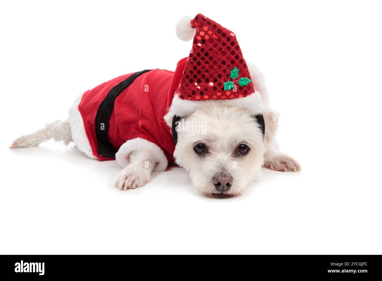Small white dog in santa suit Stock Photo - Alamy