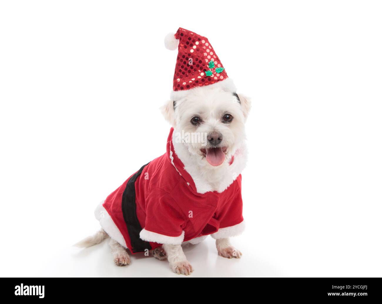 Christmas Santa dog Stock Photo - Alamy