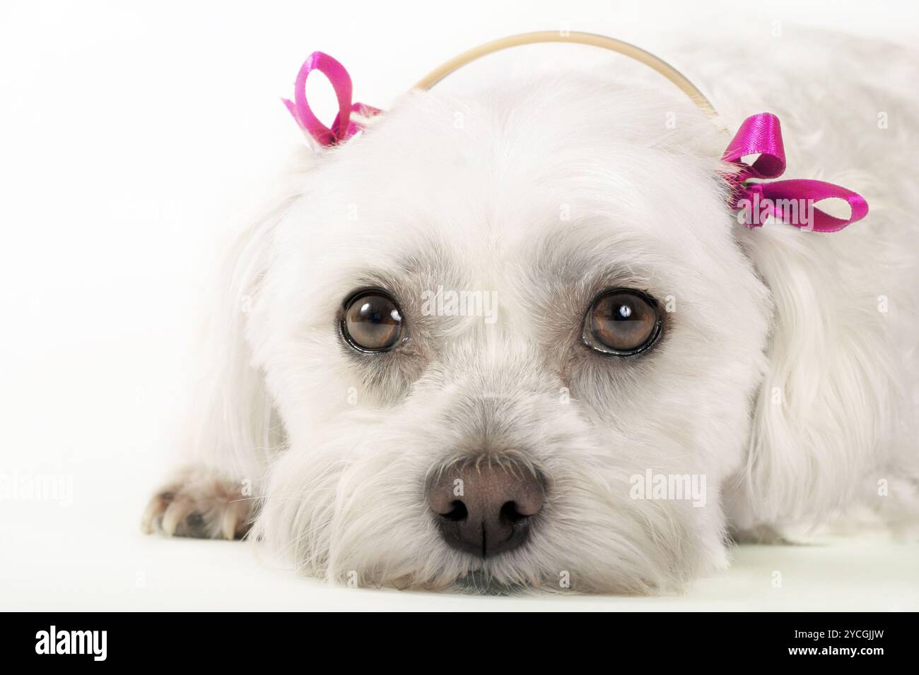 Maltese paws hi-res stock photography and images - Alamy
