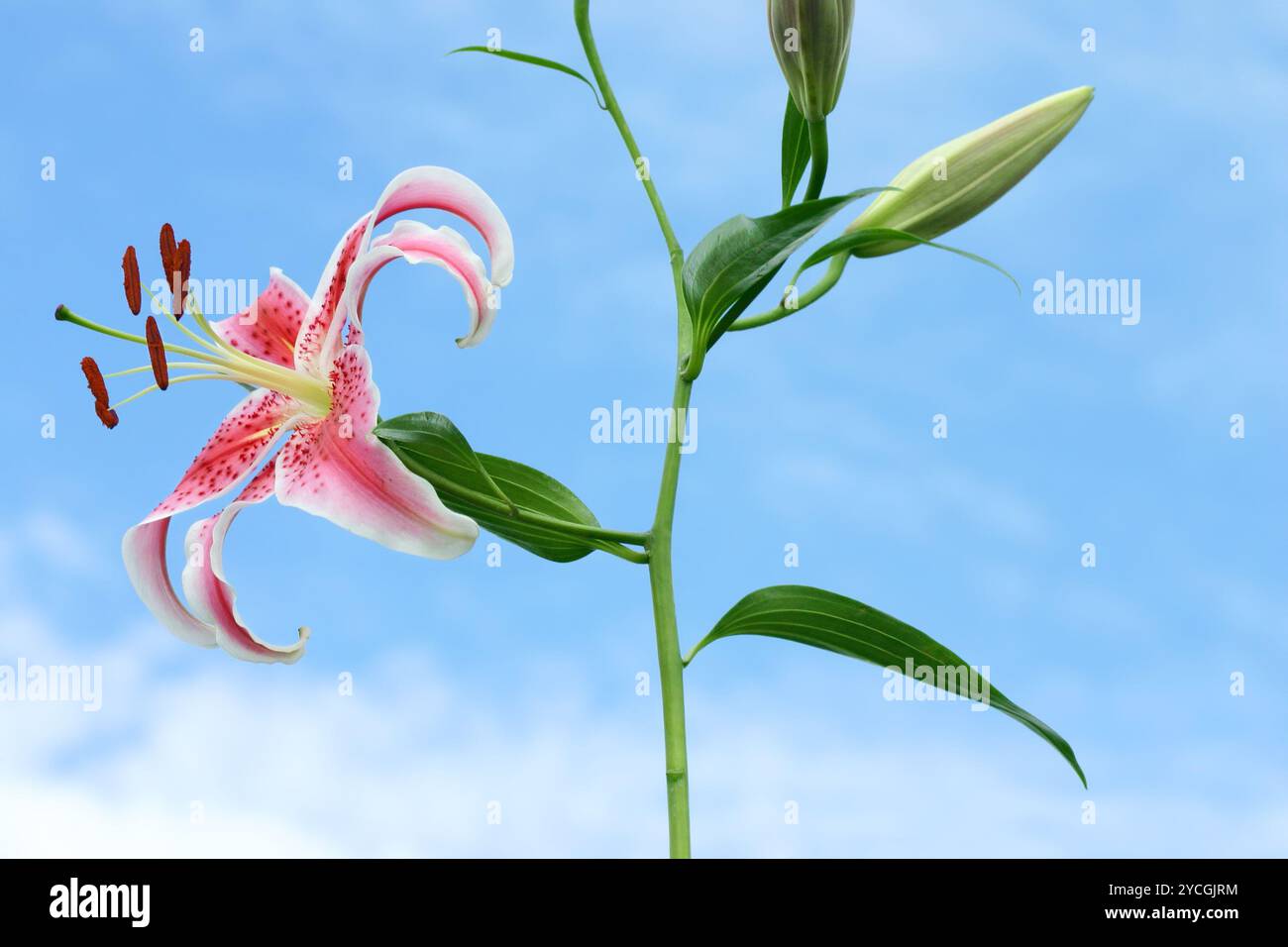 Oriental Lilium - side view Stock Photo - Alamy