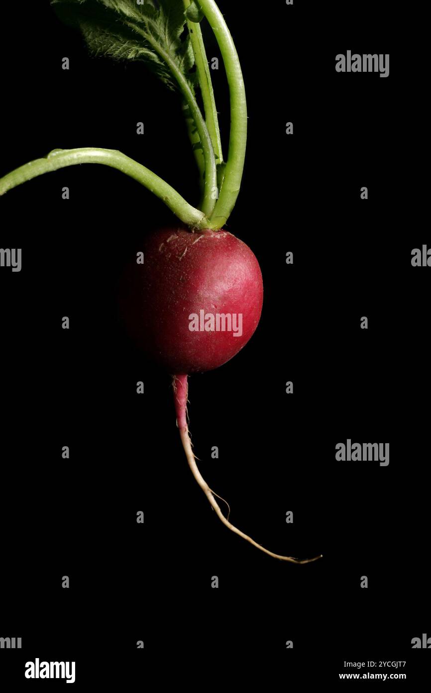 Radish health vegetables hi-res stock photography and images - Alamy
