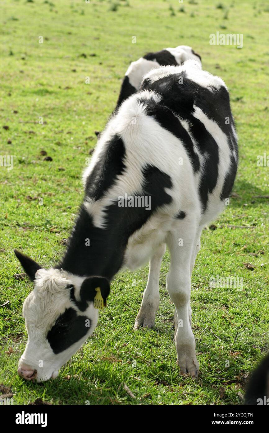 Dairy Calf eating grass Stock Photo - Alamy