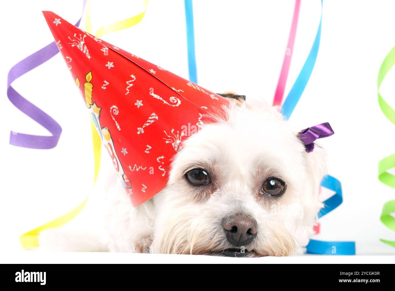 Celebration Party Pooch Stock Photo - Alamy