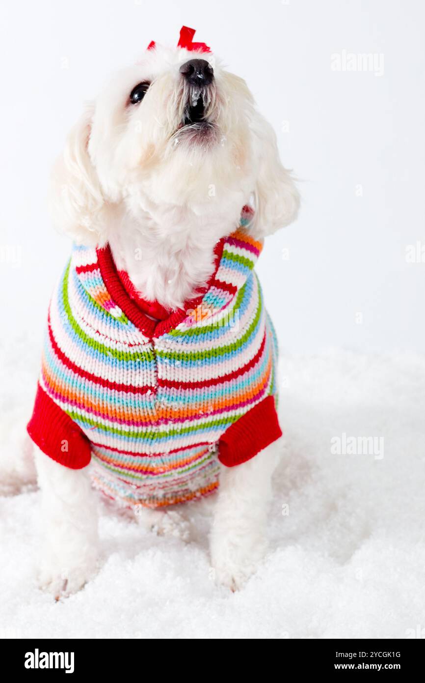 Dog howling hi-res stock photography and images - Alamy