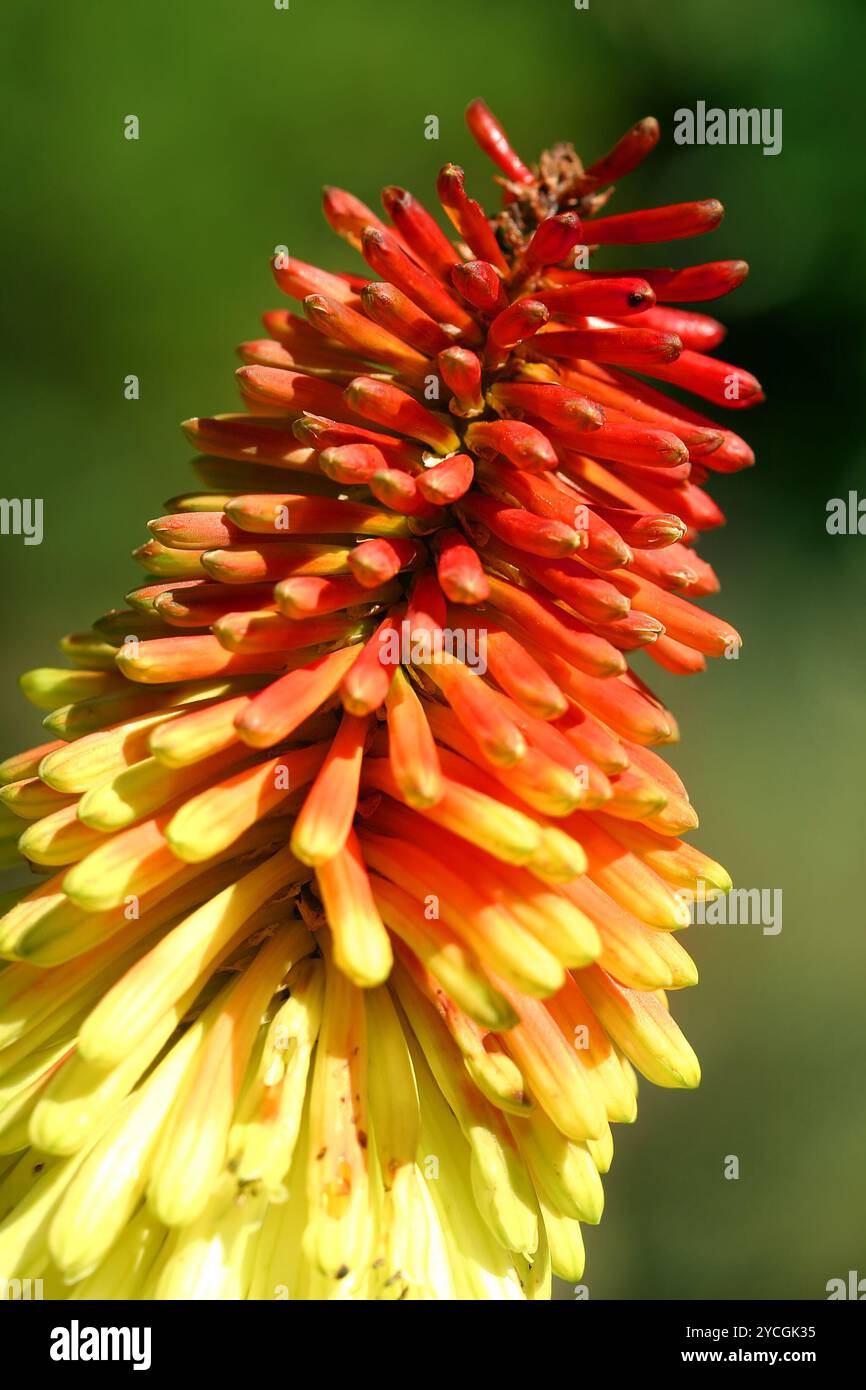 Red hot poker flower spike hi-res stock photography and images - Alamy