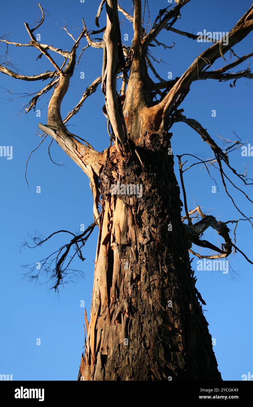 Gnarled branches hi-res stock photography and images - Alamy