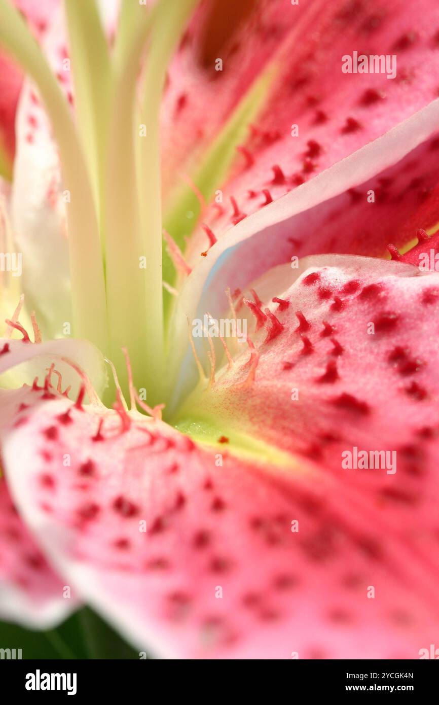 Lily stargazer flower petals hi-res stock photography and images - Alamy