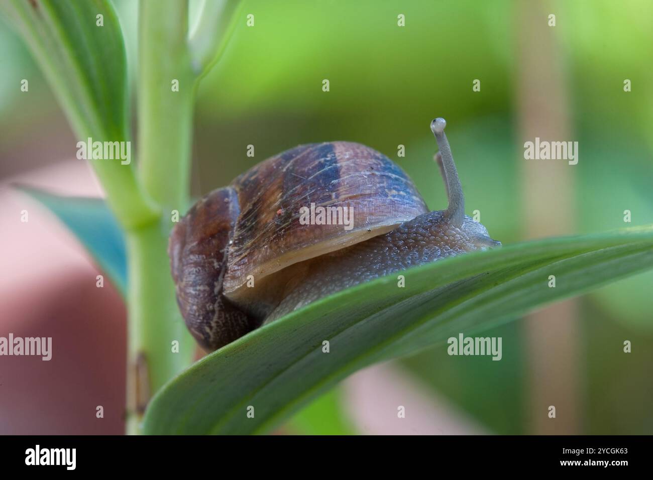 A slimy snail moves along a plant leaf with inquisitive eyes looking up ...