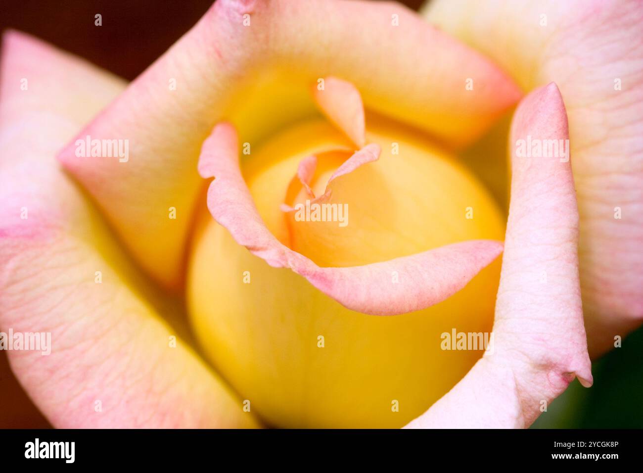 Peace rose hi-res stock photography and images - Alamy