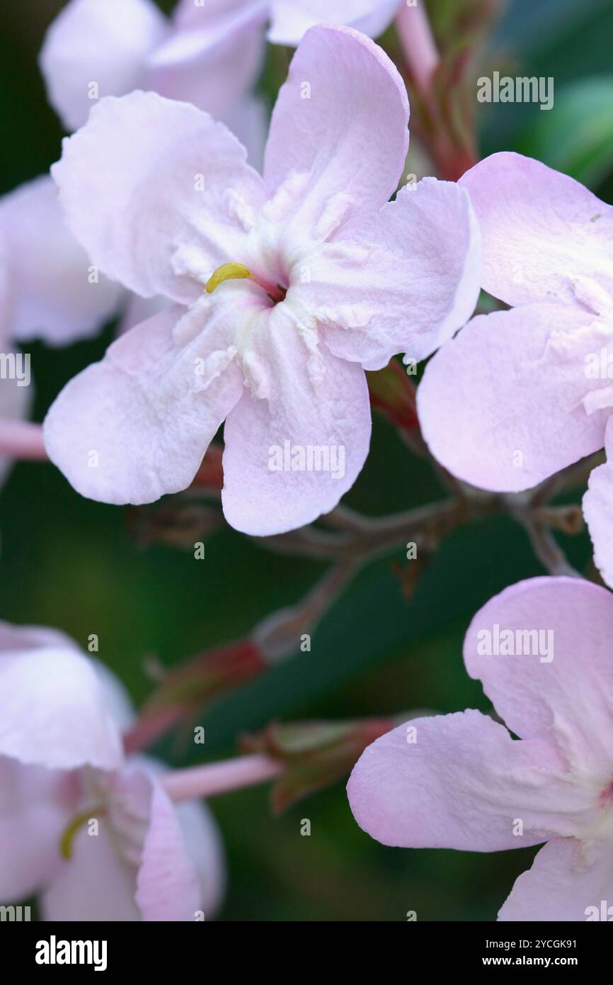 Luculia flowers hi-res stock photography and images - Alamy