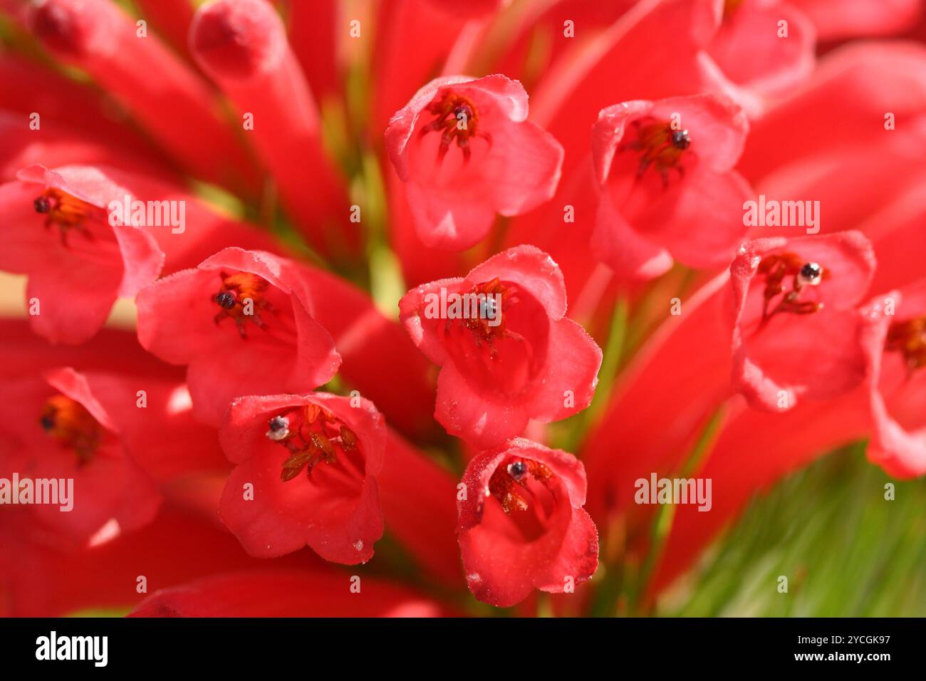 Super closeup of the red tubular flowers of the Adenanthos Albany ...