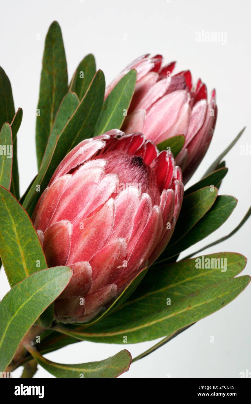 Native australian protea hi-res stock photography and images - Alamy