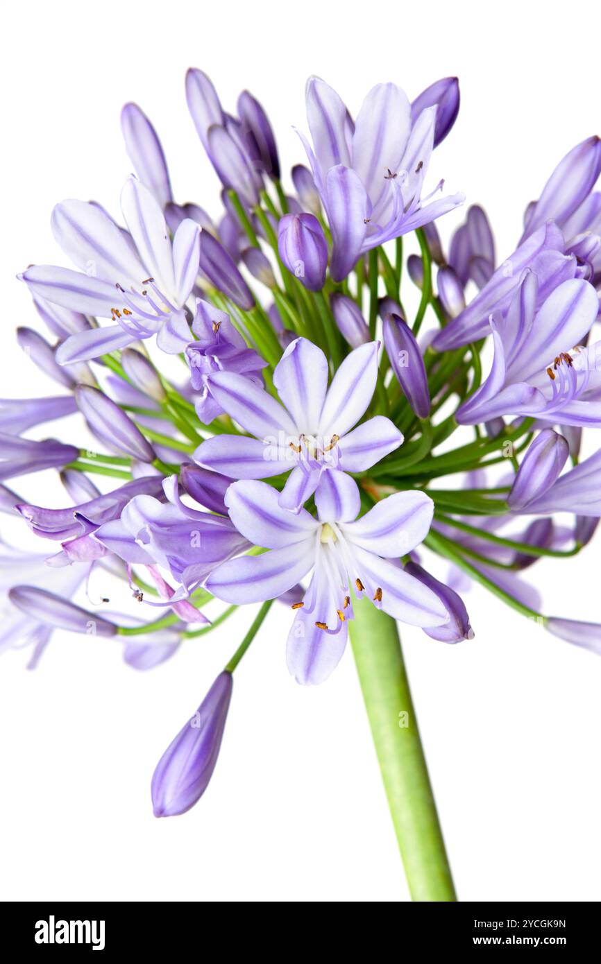 Agapanthus - African Lily Stock Photo - Alamy