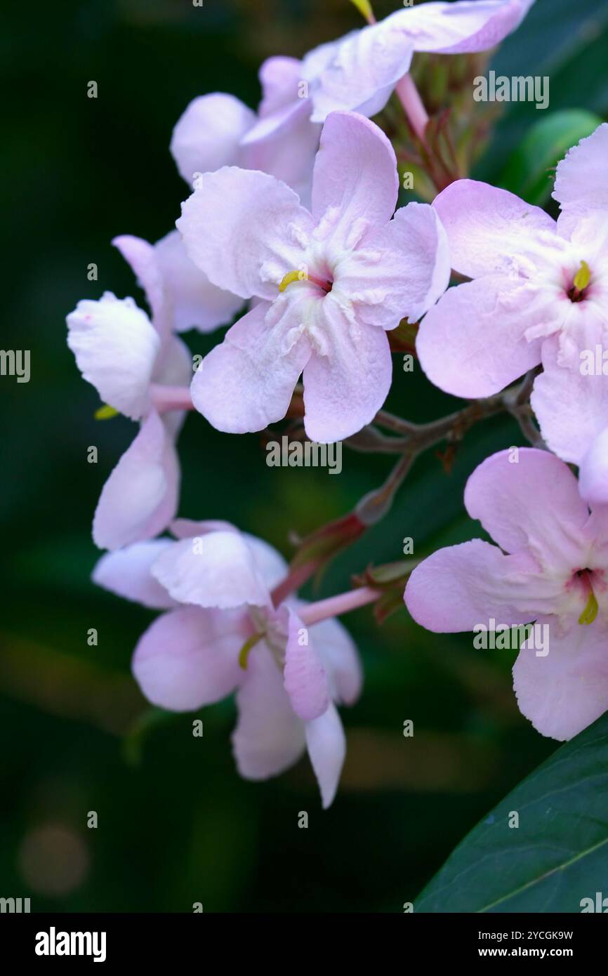 Luculia gratissima - Sweet Luculia Stock Photo - Alamy