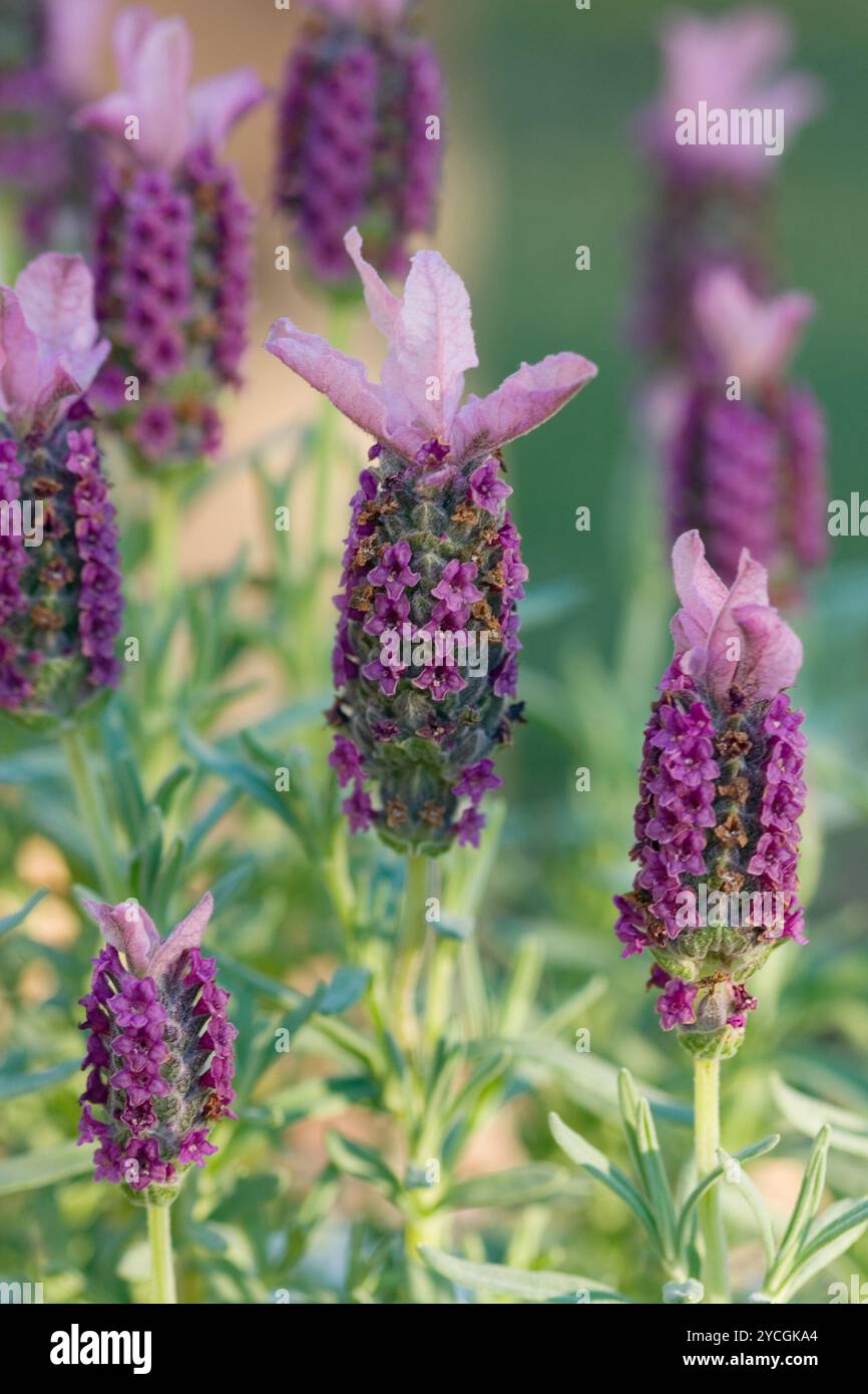 Lavendar oil hi-res stock photography and images - Alamy