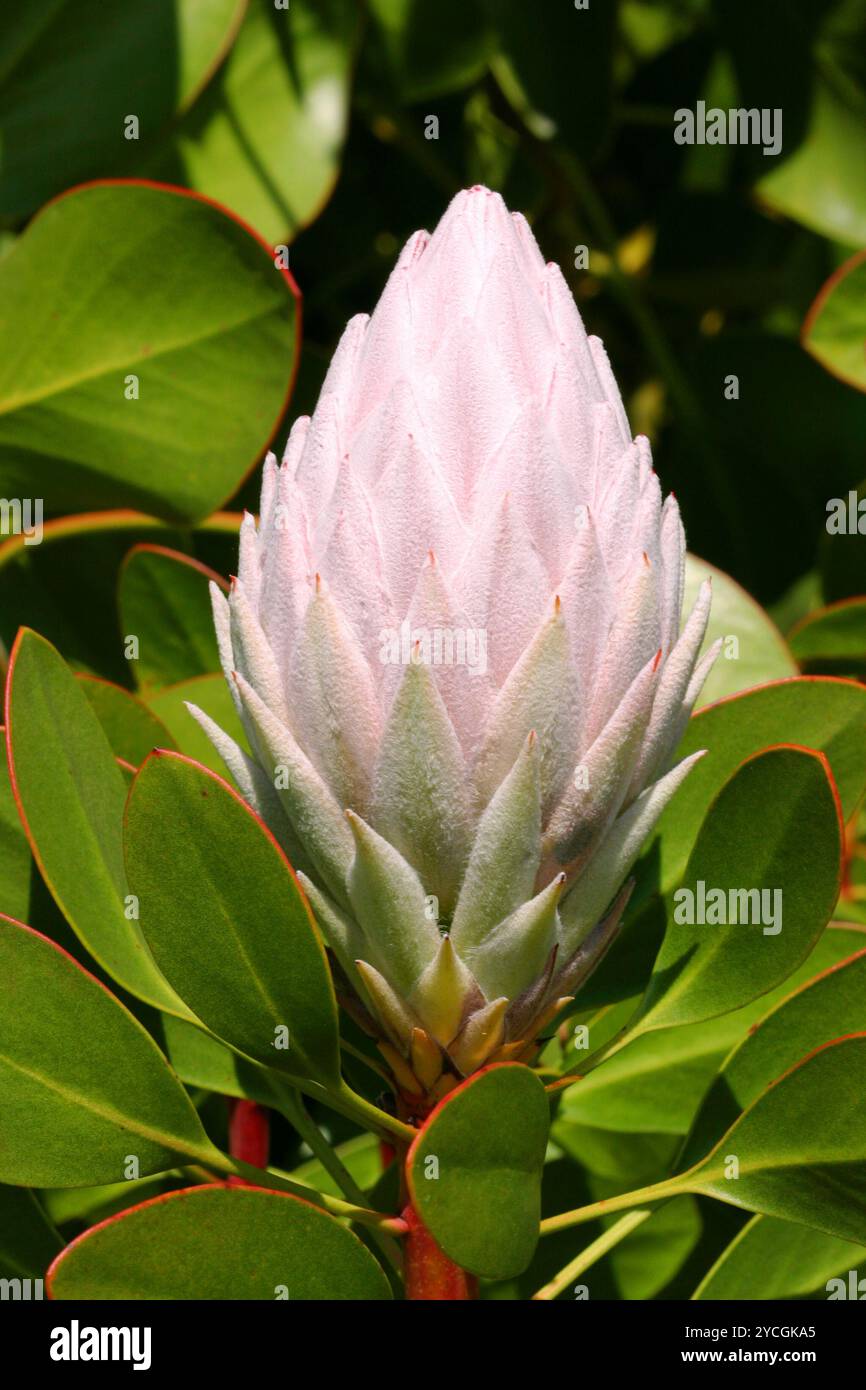 King protea bud cynaroides hi-res stock photography and images - Alamy