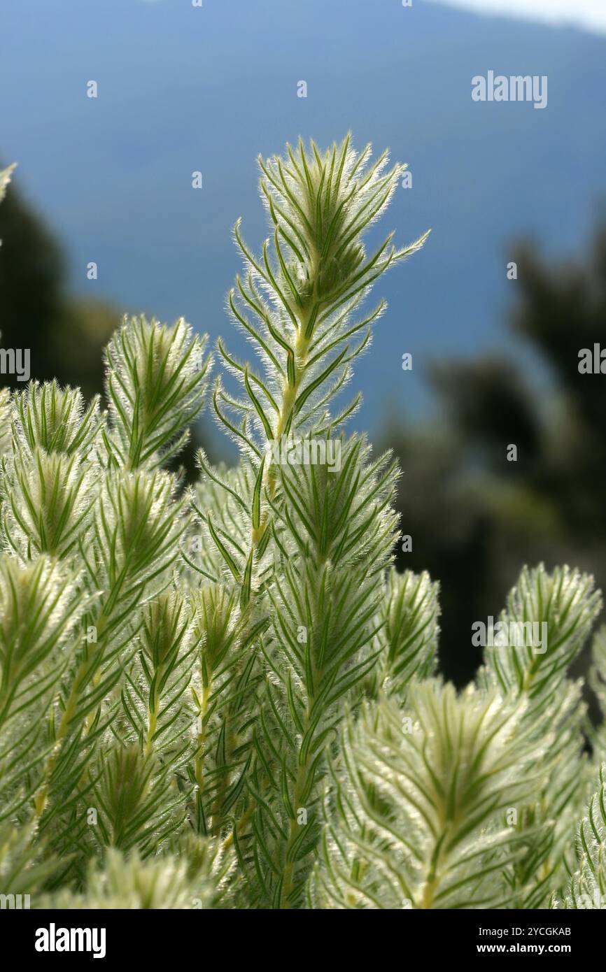 Flannel bush hi-res stock photography and images - Alamy