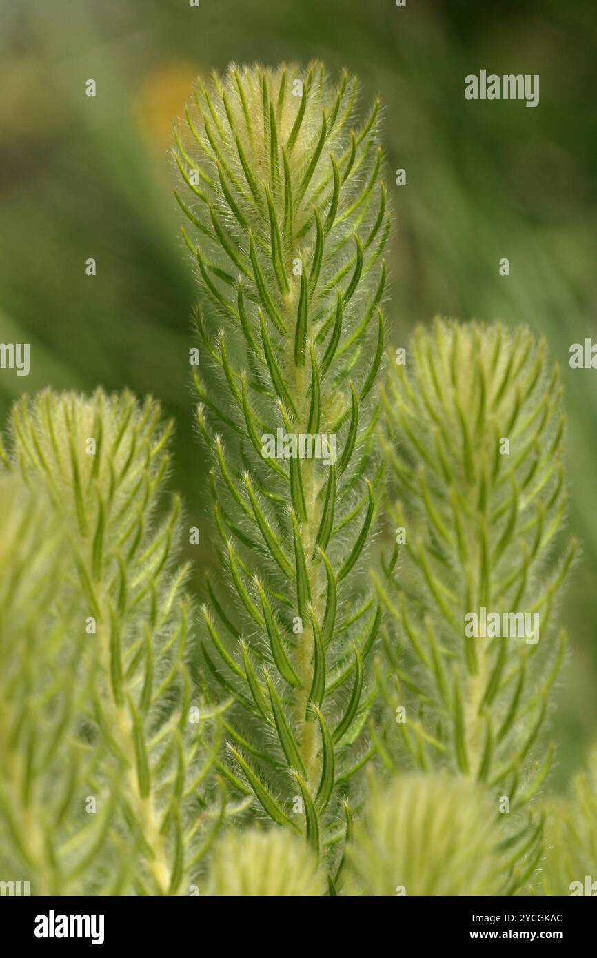 Phylica phylica rhamnaceae hi-res stock photography and images - Alamy