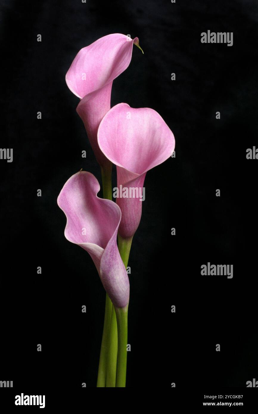 Calla lily callas lilies hi-res stock photography and images - Alamy