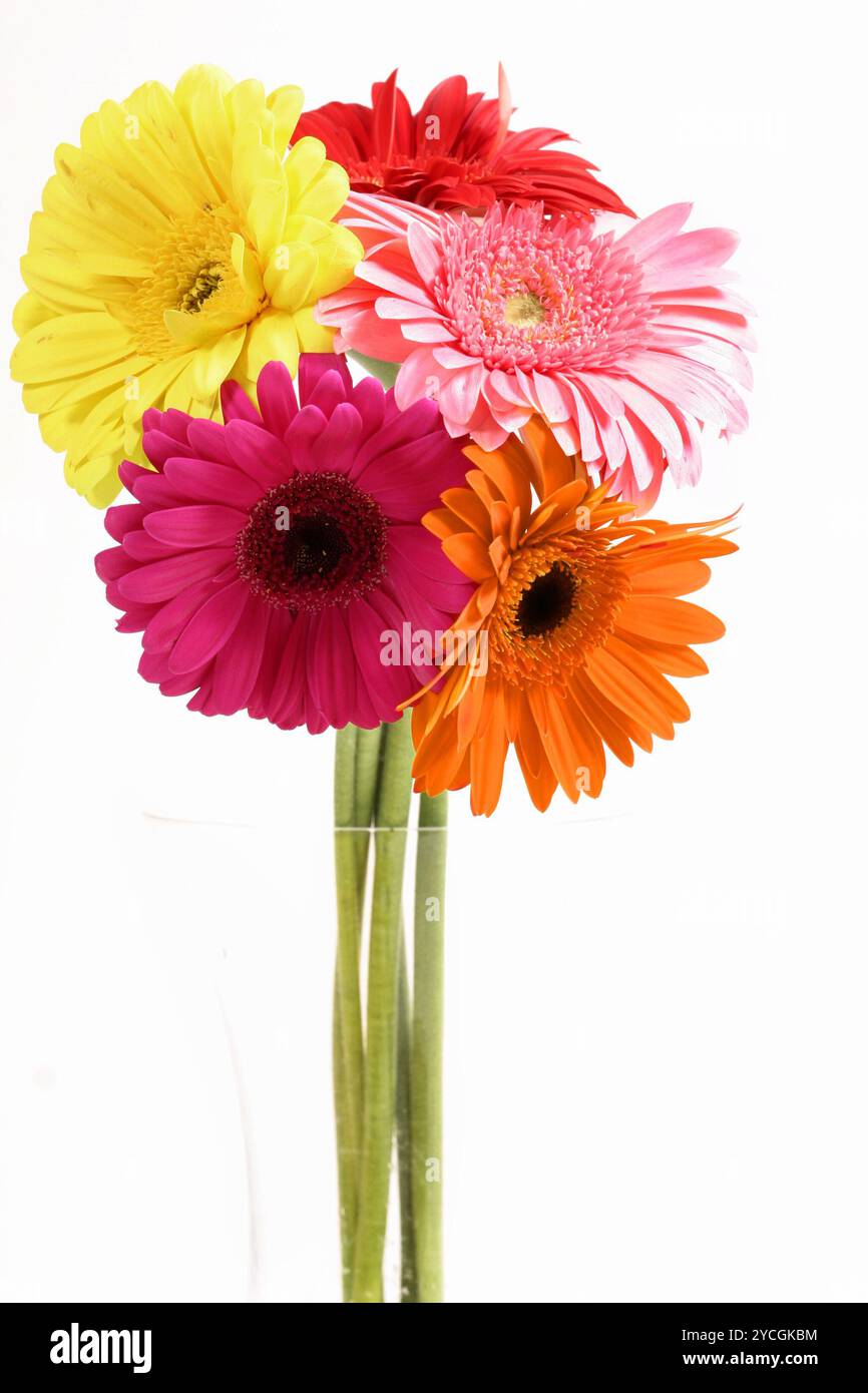 Beautiful red gerberas in hi-res stock photography and images - Alamy
