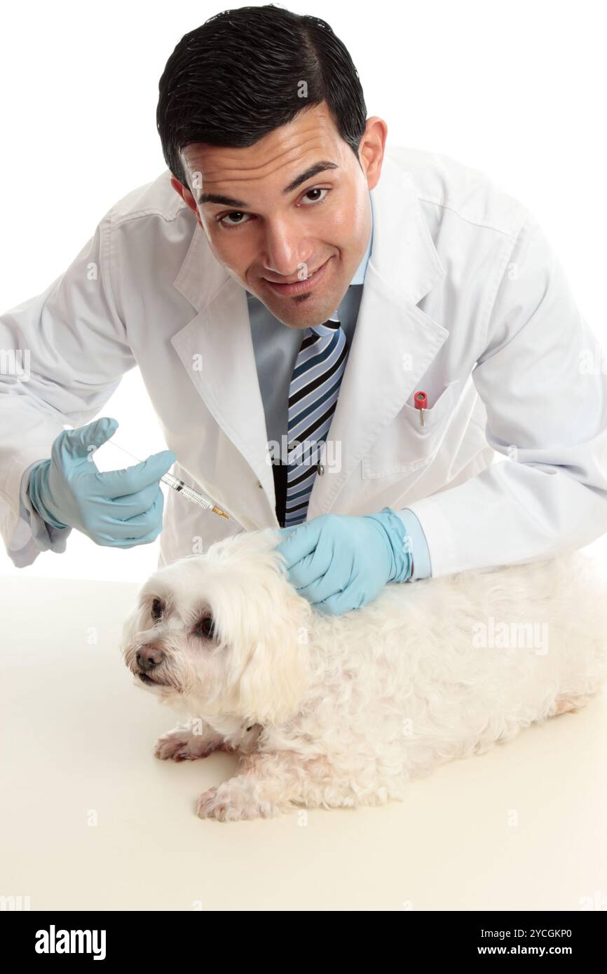 Vet treating a sick animal Stock Photo - Alamy