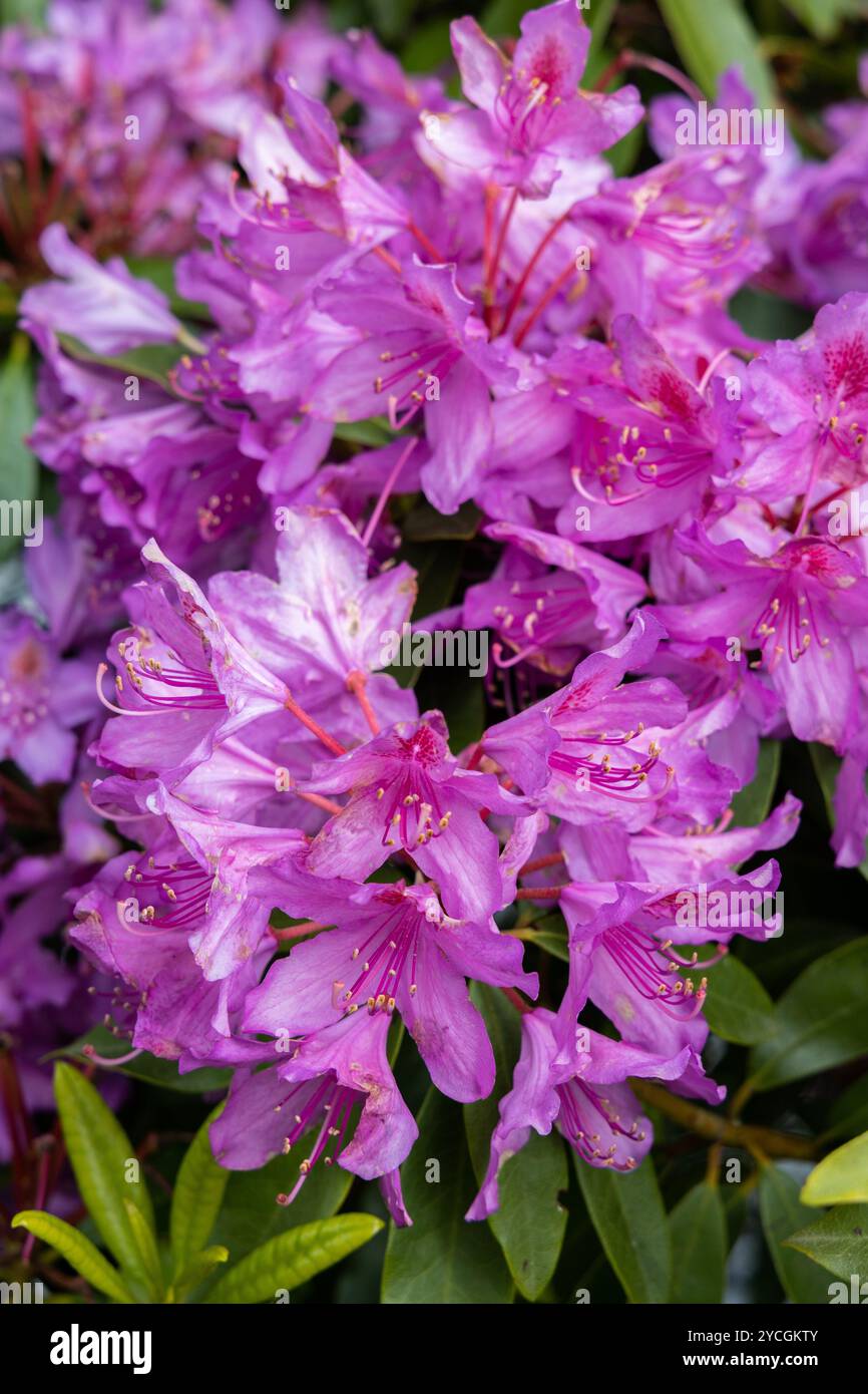 A lush wild rhododendron bush full of bright pink flowers, creating a ...