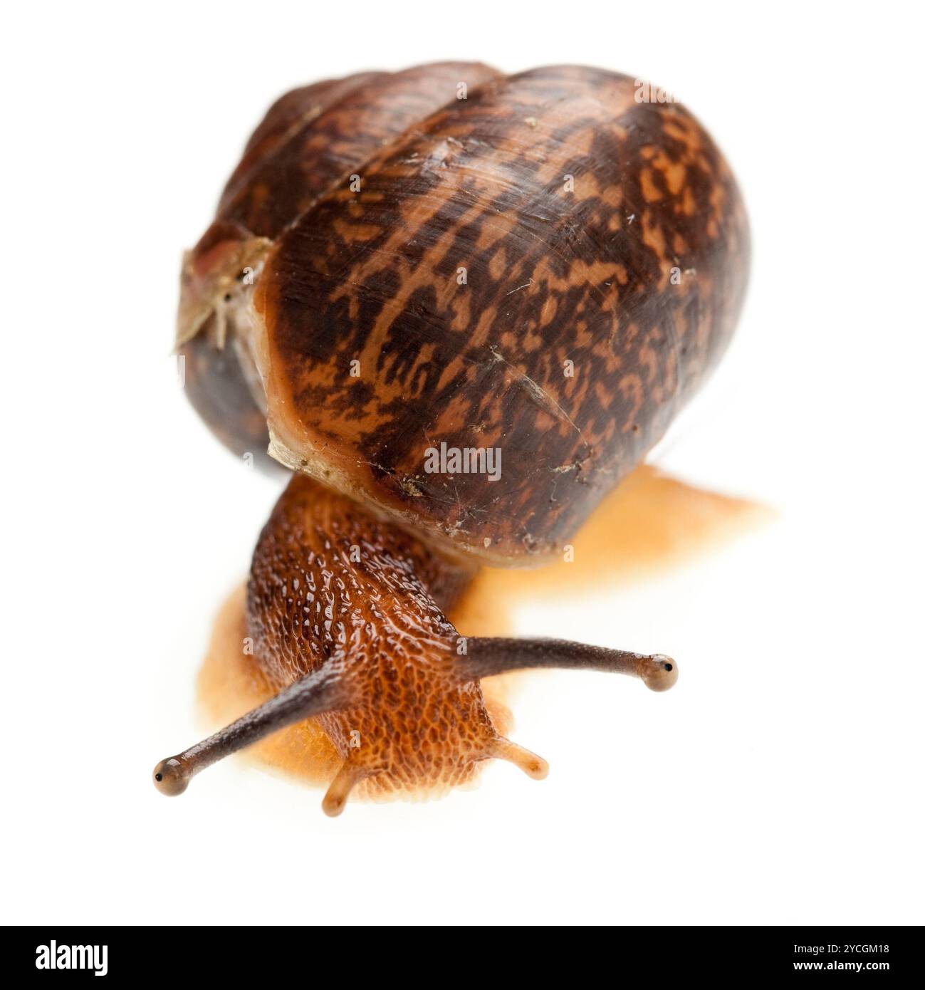 Snail edible hi-res stock photography and images - Alamy