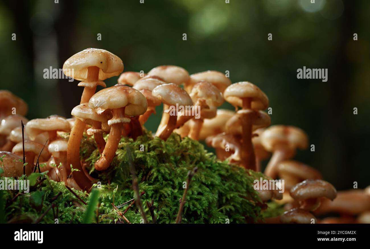 Edible Honey Fungus Mushroom, Toadstool, Armillaria mellea, Growing In ...