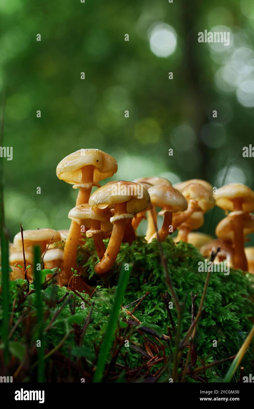 Edible Honey Fungus Mushroom, Toadstool, Armillaria mellea, Growing In ...