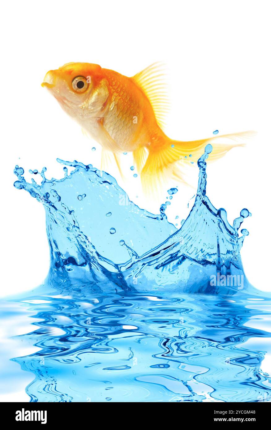 The gold small fish Stock Photo - Alamy