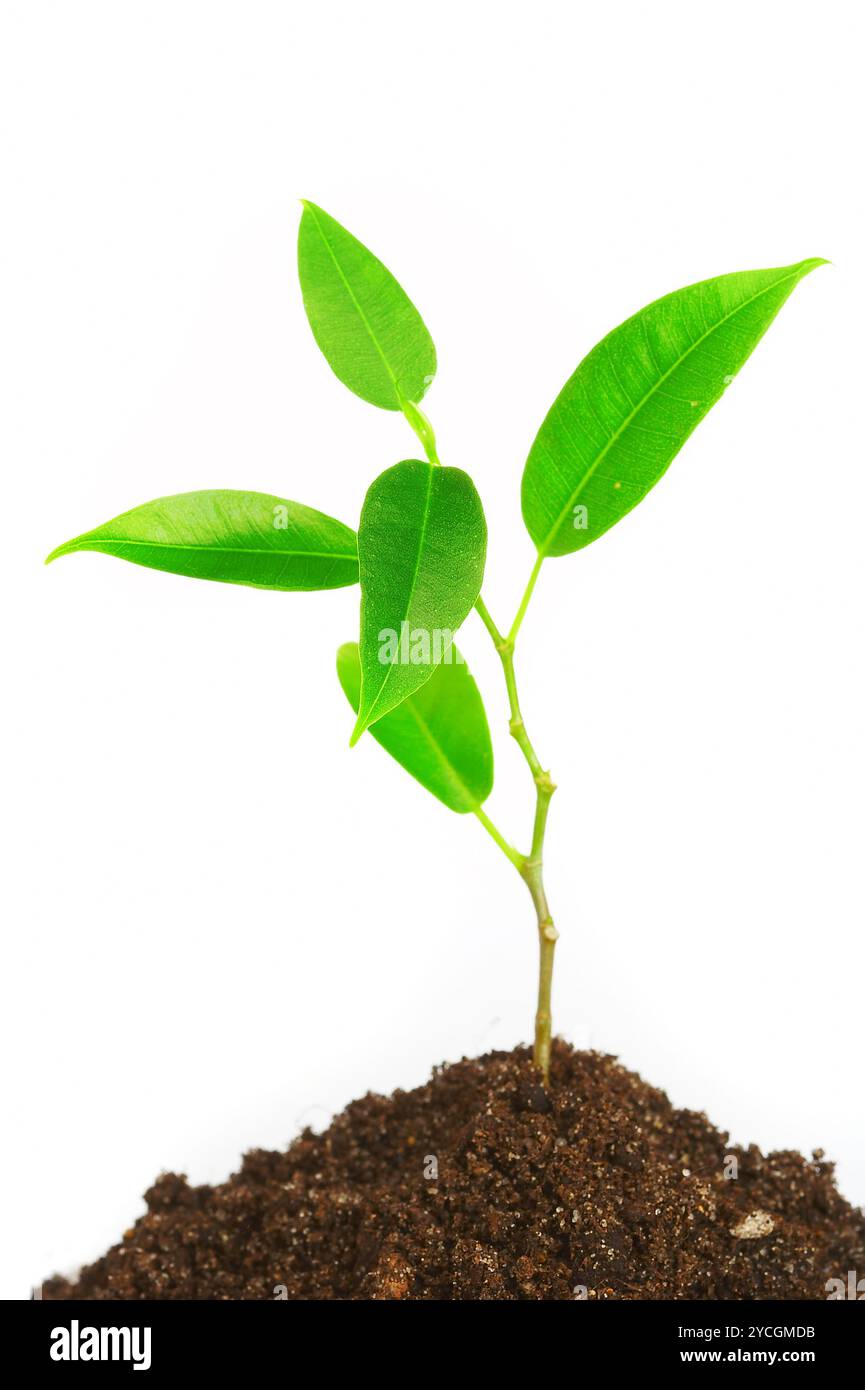 One line plant growth hi-res stock photography and images - Alamy